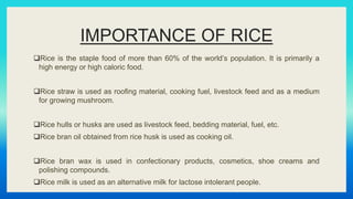 Presentation on Rice Cultivation | PPTX