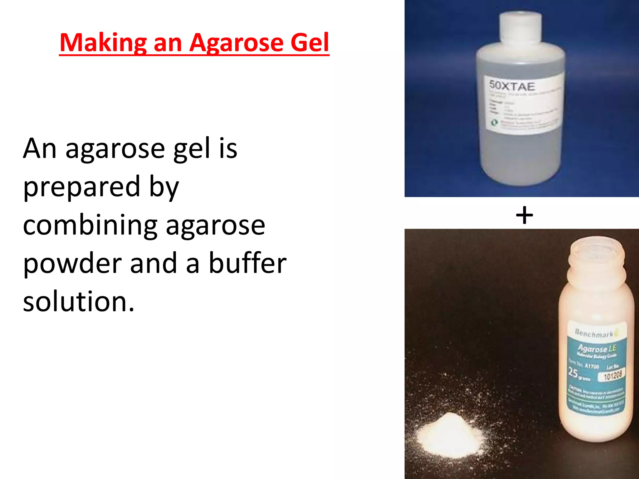 Agrose gel electrophoresis | PPTX