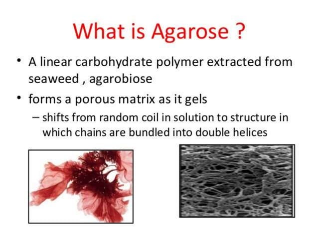 Agrose gel electrophoresis | PPTX