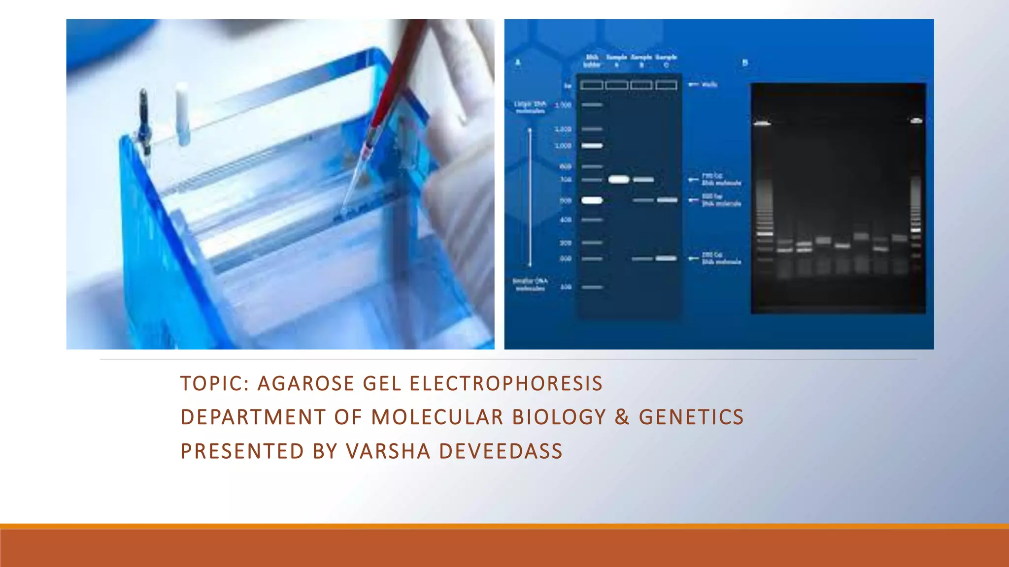 agrose gel electrophoresis .pdf