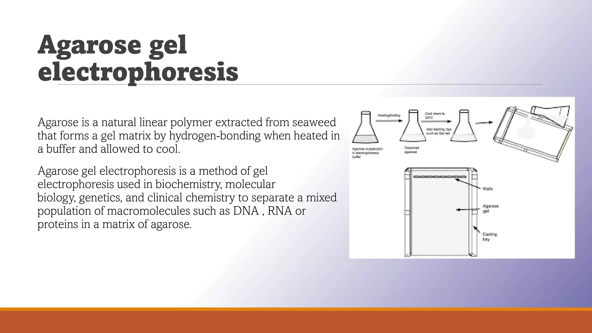 agrose gel electrophoresis .pdf
