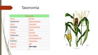 Agrosistemas Maíz (Zea Mays).pptx
