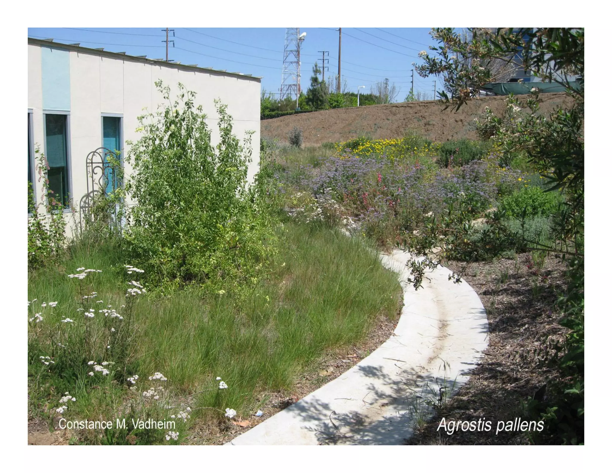 Agrostis pallens web show | PDF