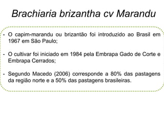 Agrostologia - Bachiaria brizantha | PPTX