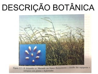 Agrostologia - Bachiaria brizantha | PPTX