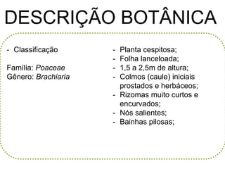 Agrostologia - Bachiaria brizantha | PPTX