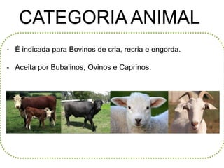 Agrostologia - Bachiaria brizantha | PPTX