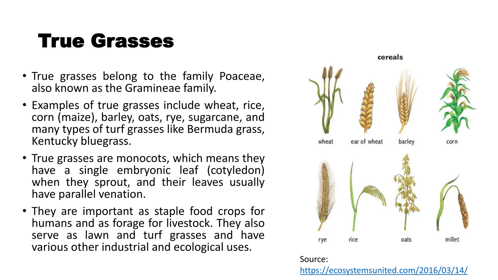AGROSTOLOGY introduction Lecture 1 and 2.pdf