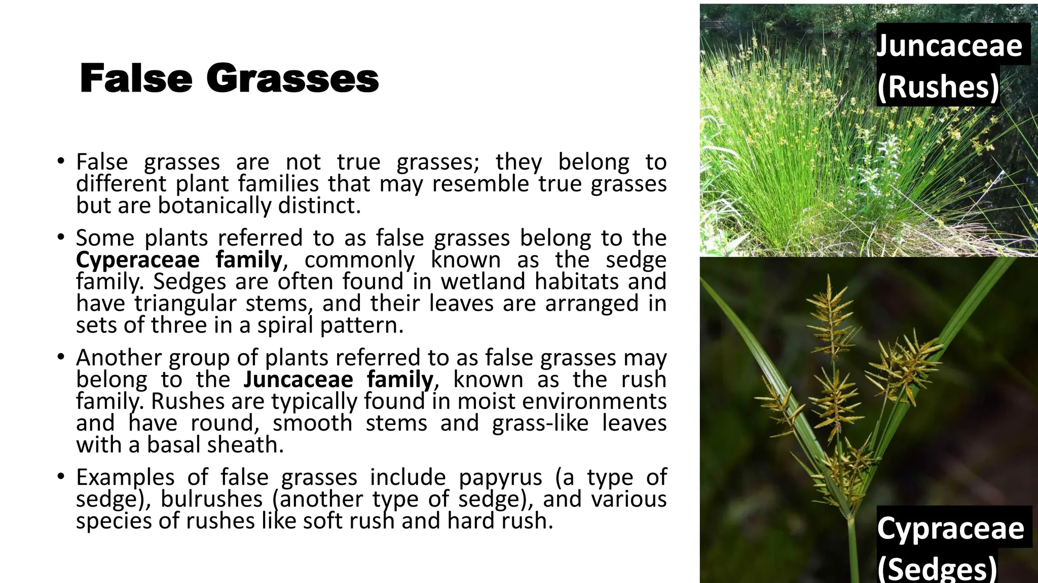 AGROSTOLOGY introduction Lecture 1 and 2.pdf