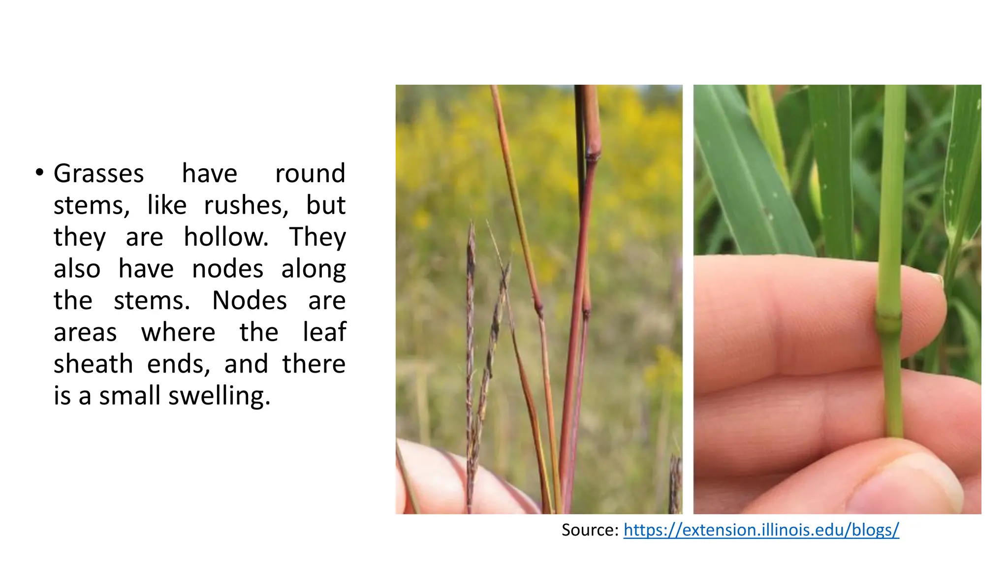 AGROSTOLOGY introduction Lecture 1 and 2.pdf