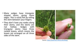 AGROSTOLOGY introduction Lecture 1 and 2.pdf