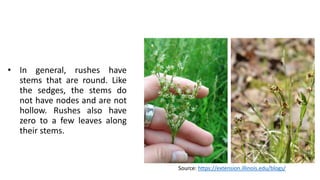 AGROSTOLOGY introduction Lecture 1 and 2.pdf