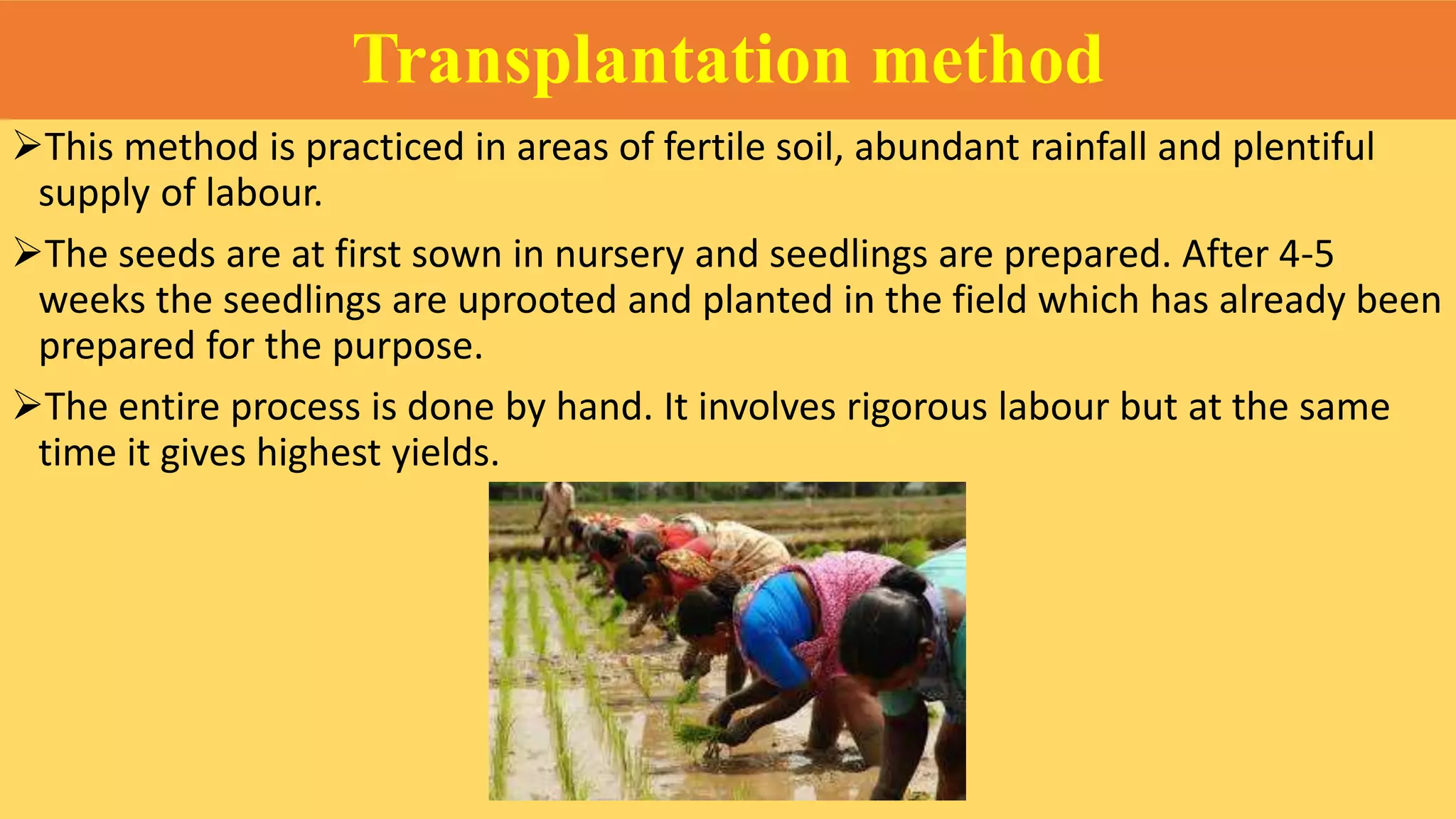 Agrotechnology of rice | PPTX