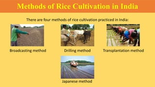Agrotechnology of rice | PPT