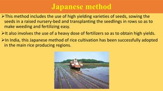 Agrotechnology of rice | PPTX