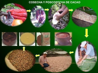 Agrotecnia 8 cosecha y poscosecha | PPTX