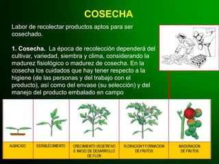 Agrotecnia 8 cosecha y poscosecha | PPTX