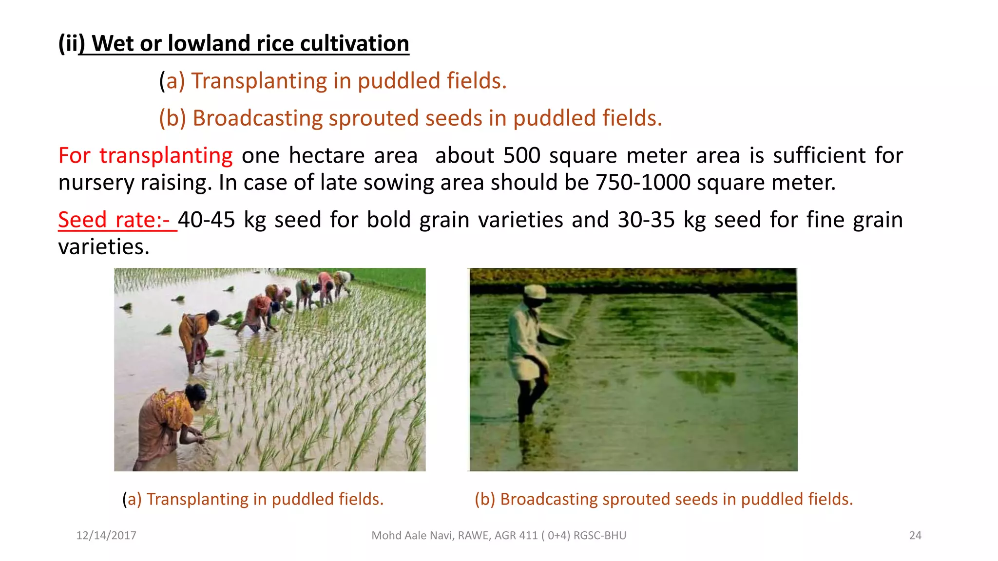 RICE CULTIVATION | PPTX