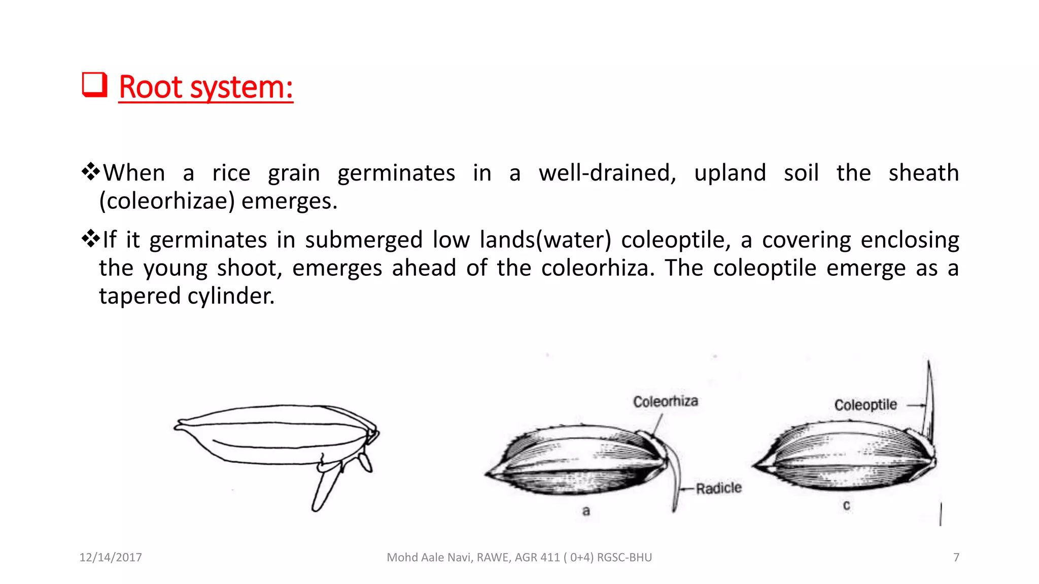 RICE CULTIVATION | PPTX