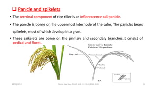 RICE CULTIVATION | PPTX
