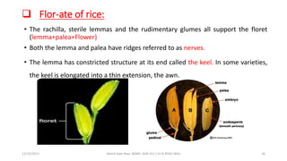 RICE CULTIVATION | PPTX