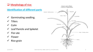 RICE CULTIVATION | PPTX
