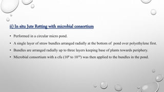 retting in jute and sunnhemp | PPTX