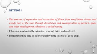 retting in jute and sunnhemp | PPTX
