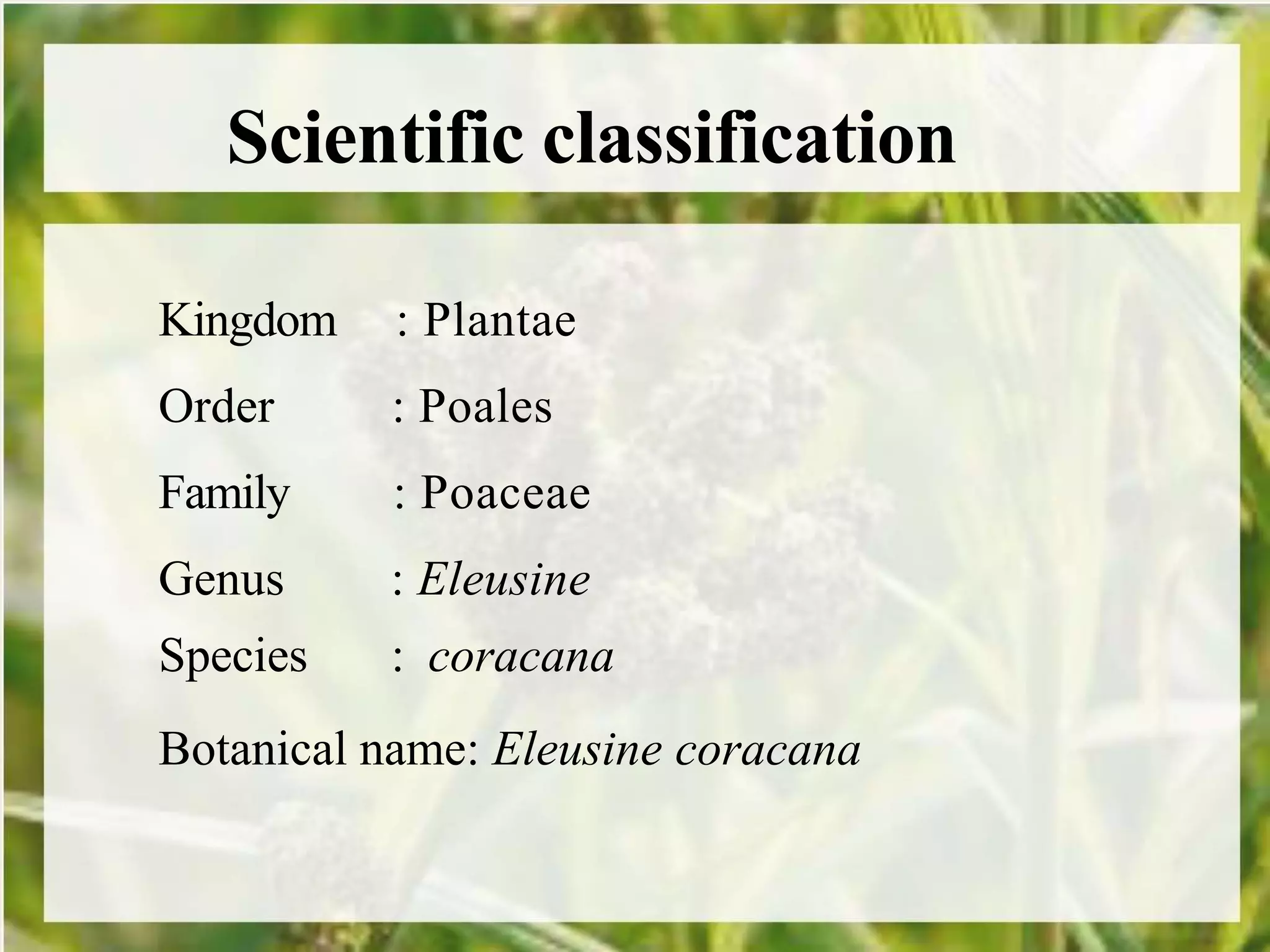 Scope for production of Finger millet (Eleusine coracana L. Gaertn.) | PPTX