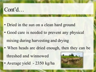 Scope for production of Finger millet (Eleusine coracana L. Gaertn.) | PPTX