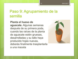 Aguacate | PPTX