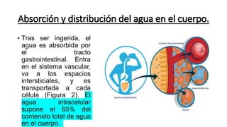 AGUA E HIDRATACIÓN BASES FISIOLOGICAS EN ADULTOS.pptx