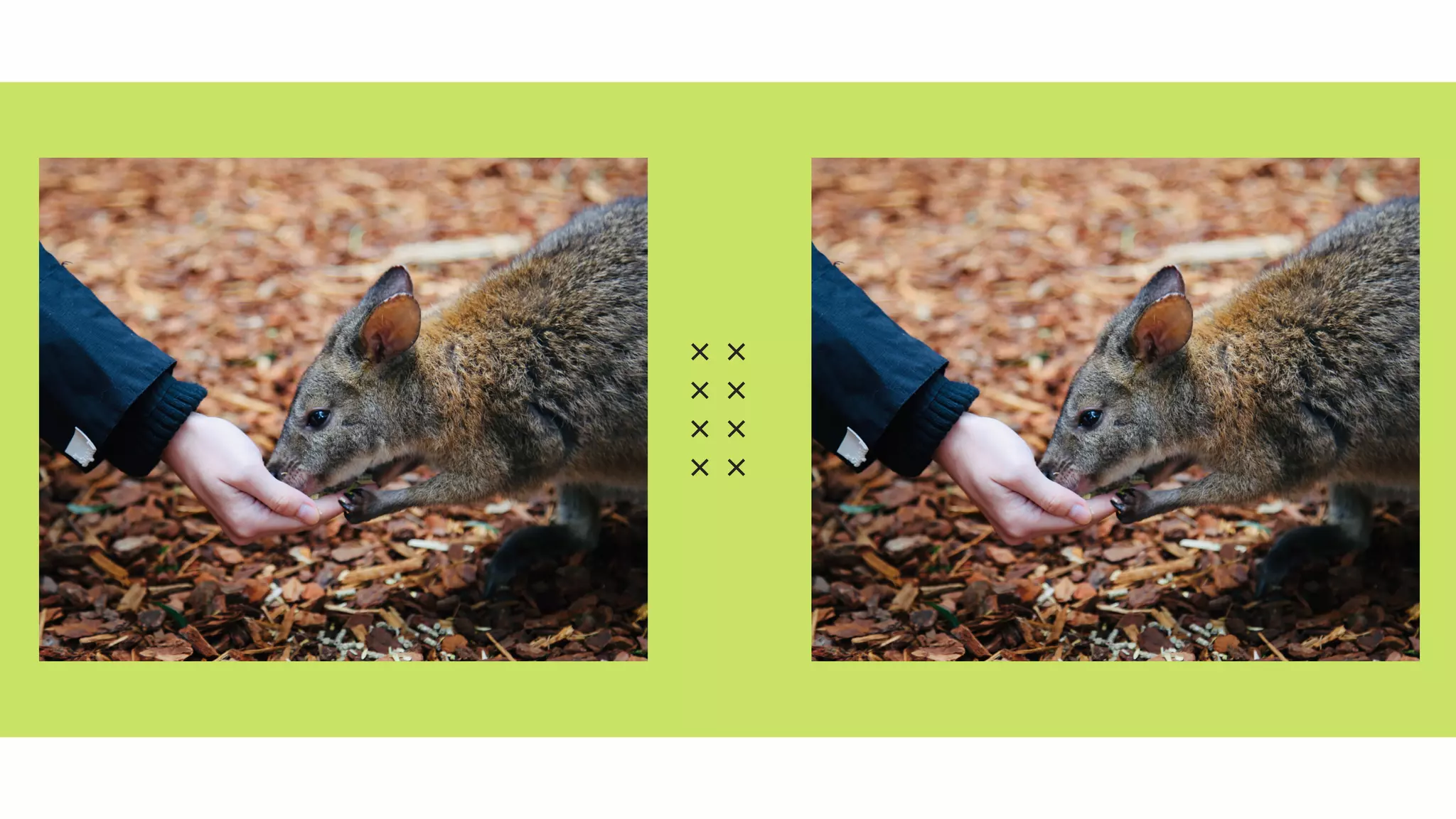 Animals Galore | PDF