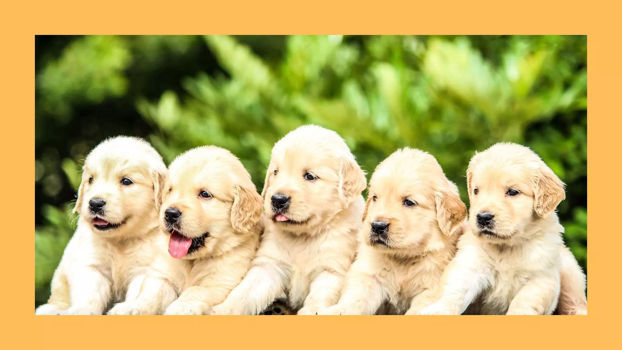 Animals Galore | PDF