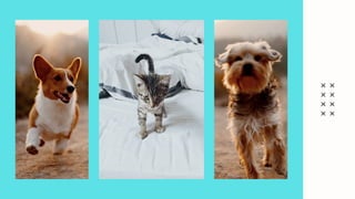 Animals Galore | PDF