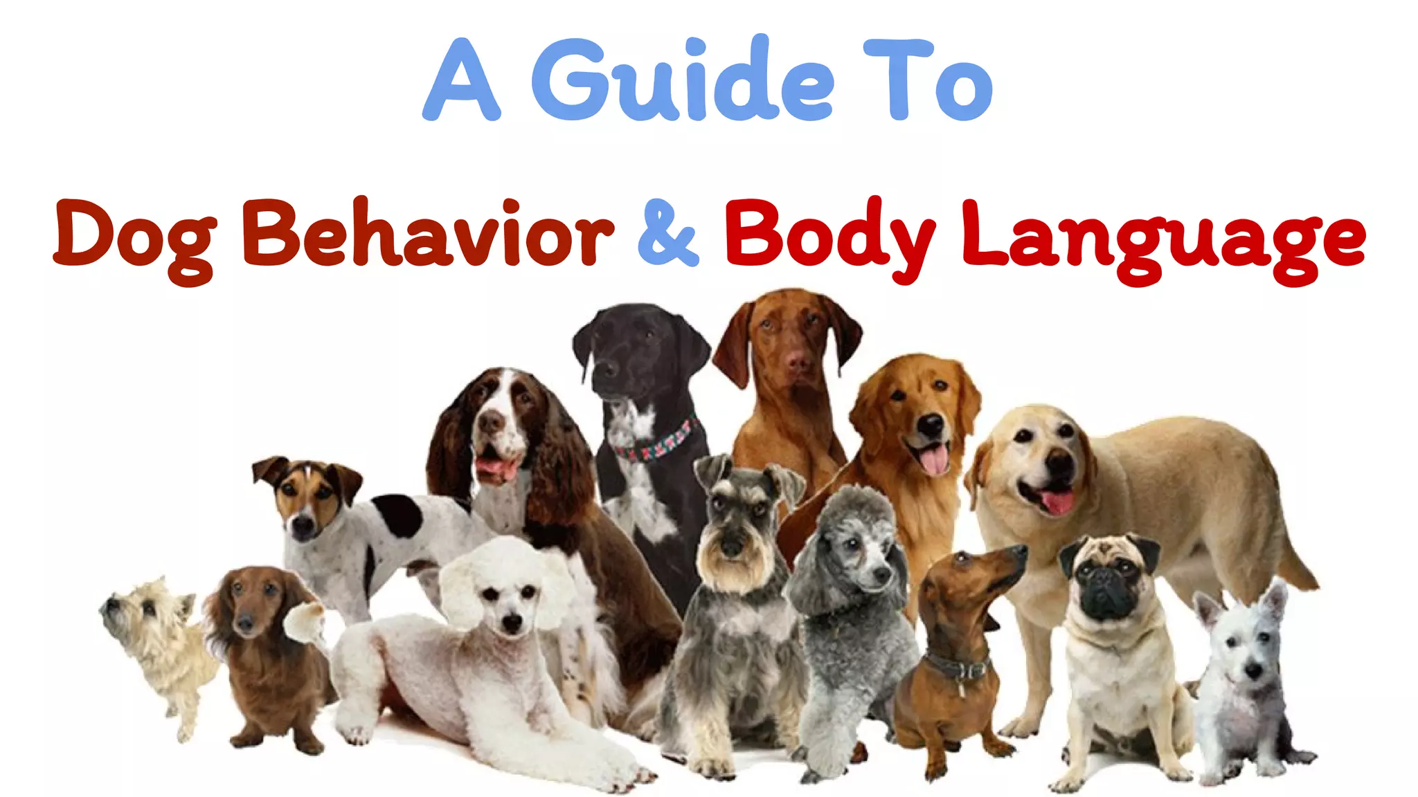 Understand your Dogs Behavior & Body Language | PDF