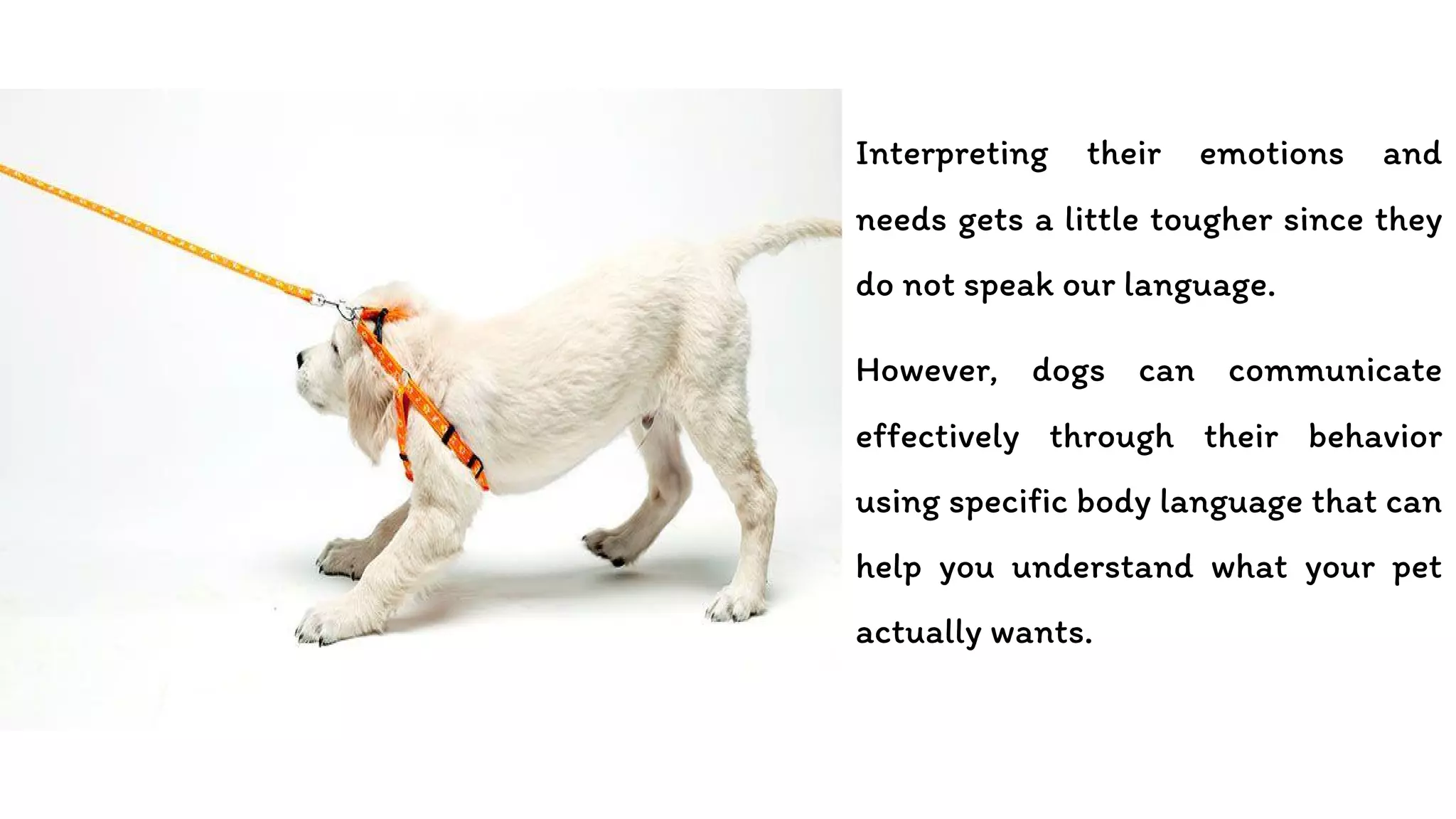 Understand your Dogs Behavior & Body Language | PDF