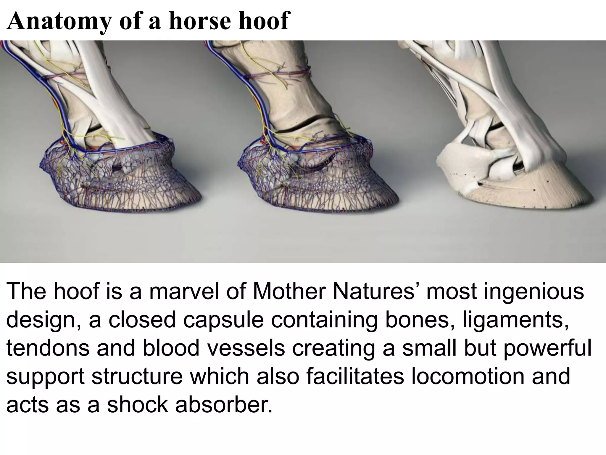 A Guide To Your Horse's Hoof Health | PPTX
