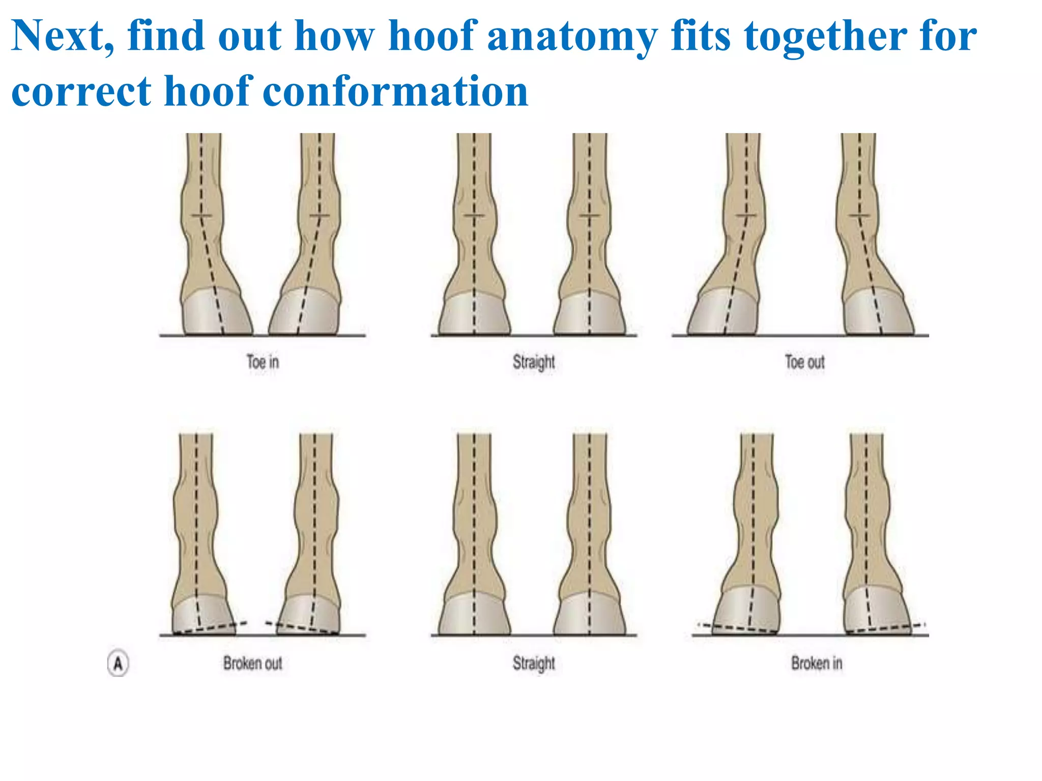 A Guide To Your Horse's Hoof Health | PPTX