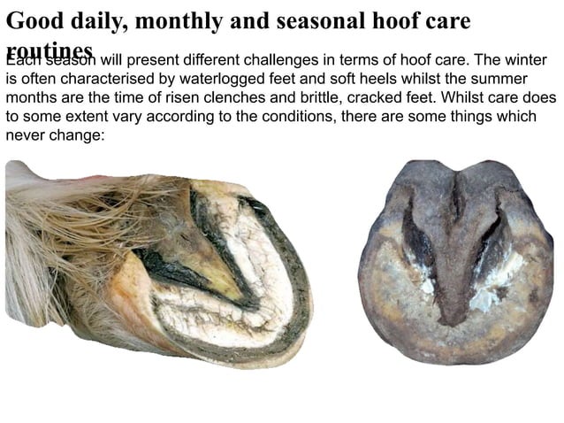 A Guide To Your Horse's Hoof Health | PPTX | Foot Health | Diseases and ...