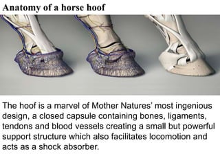 A Guide To Your Horse's Hoof Health | PPTX