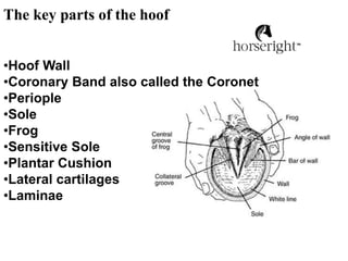 A Guide To Your Horse's Hoof Health | PPTX | Foot Health | Diseases and ...