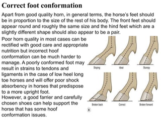A Guide To Your Horse's Hoof Health | PPTX