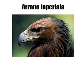 Arrano inperiala | PPT
