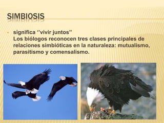 Águila Real | PPTX