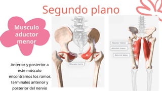 agujero obturador ANATOMIA /INERVACION / | PPTX