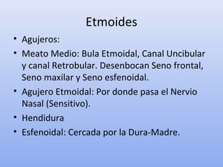 Agujeros, conductos, músculos, lig de | PPT