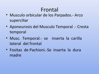 Agujeros, conductos, músculos, lig de | PPT