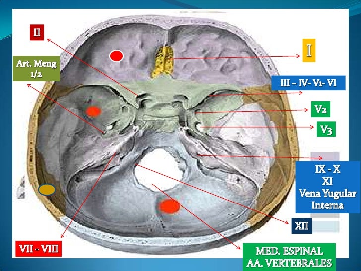 Anatomia Agujeros Y Orificios Del Craneo Youtube