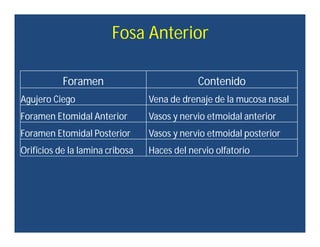 Agujeros de la base del cráneo.pdf